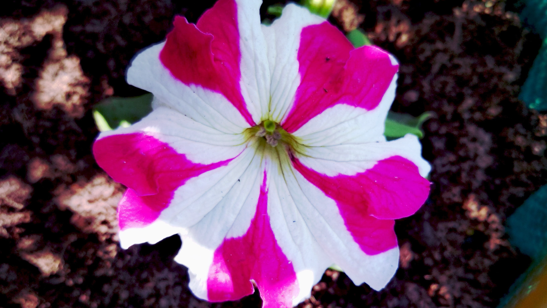 What is Soma? - petar.com